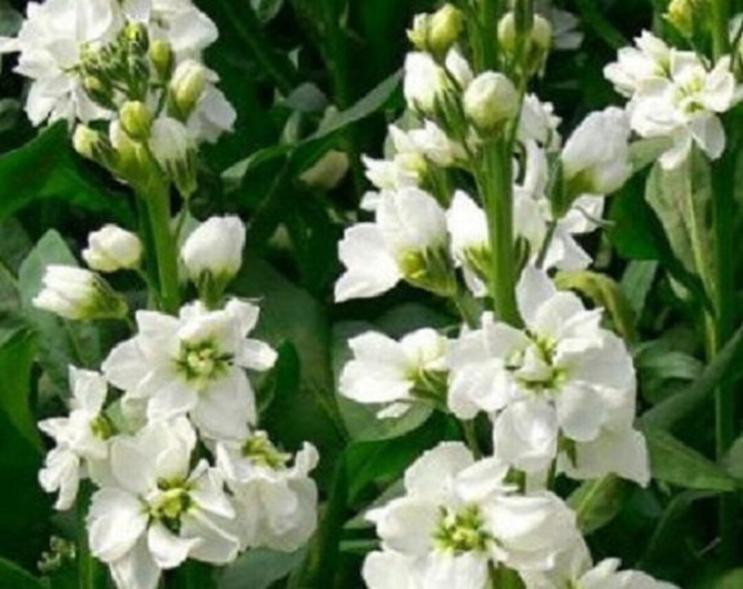50+ White Evening Matthiola Stock Flower Seeds - Etsy