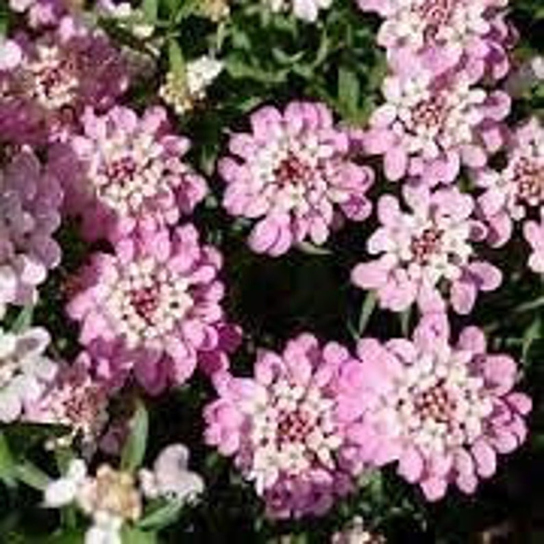50+ Iberis Pink Evergreen Candytuft Flower Seeds Mix / Deer Resistant ...