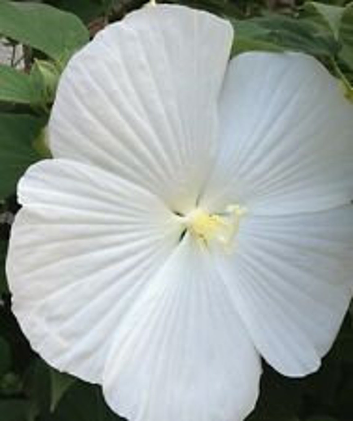 15 WHITE DINNER PLATE Hibiscus Flower Seed / Huge 10-12 Inch - Etsy