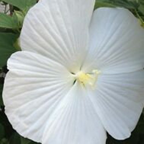15 Pink Dinner Plate Hibiscus Flower Seeds Huge 10-12 Inch - Etsy