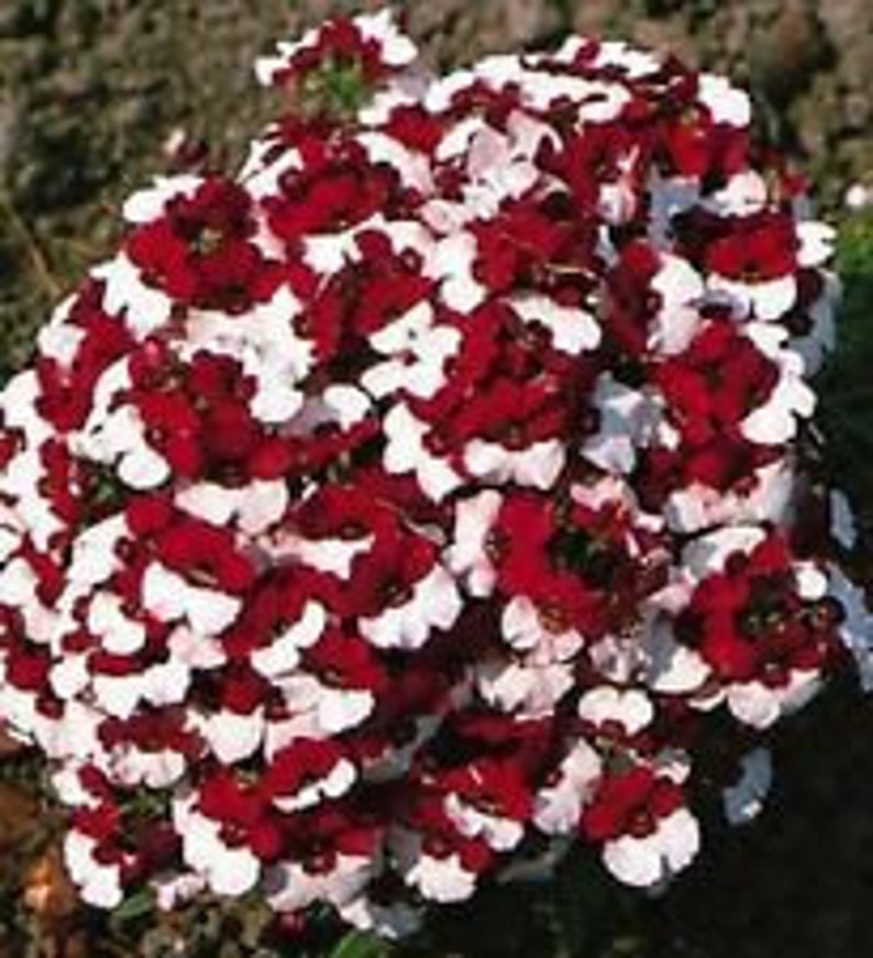 40 Nemesia Bi-color danish Flag Flower Seeds / - Etsy