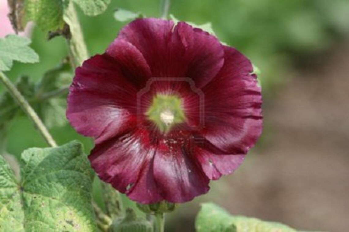35 Old Fashioned Giant Maroon Single Hollyhock Flower Seeds / Perennial ...