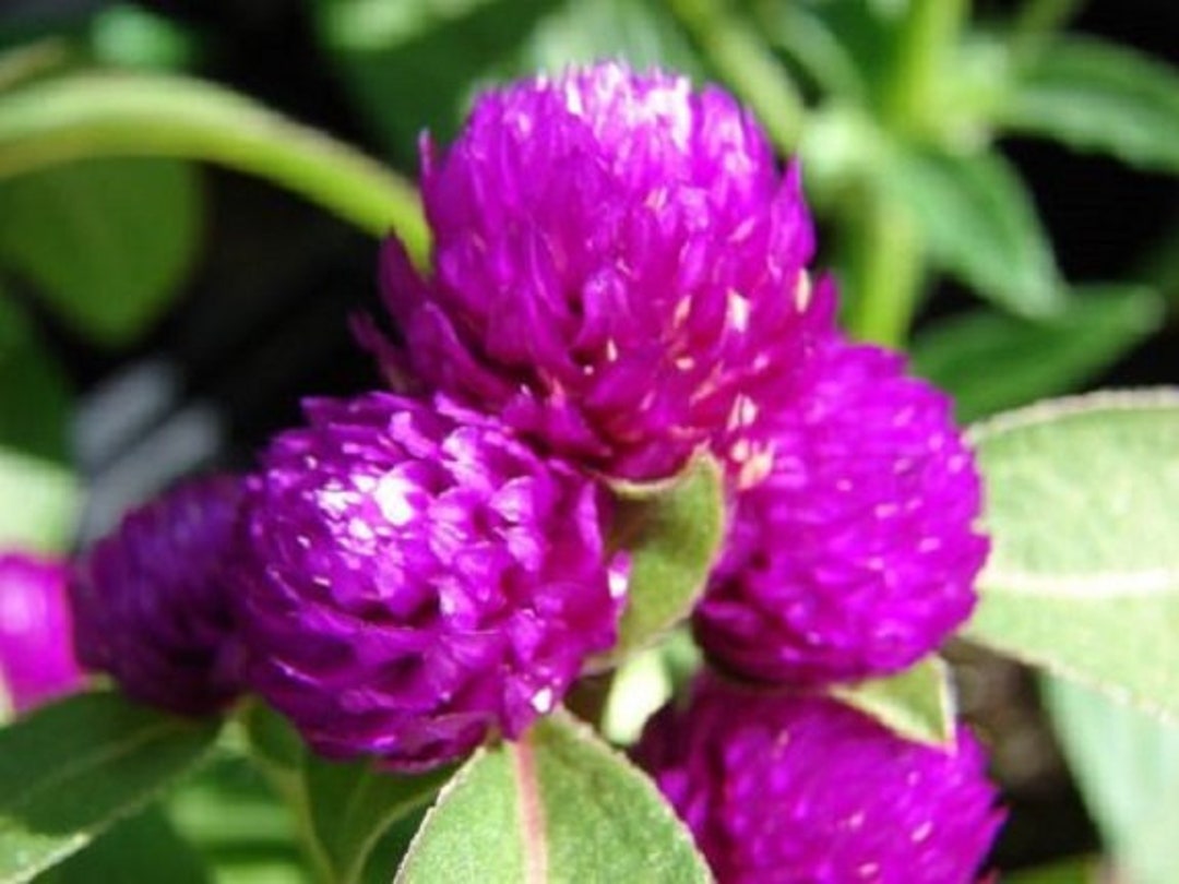40+ Purple Gomphrena Gnome Flower Seeds / Annual - Etsy