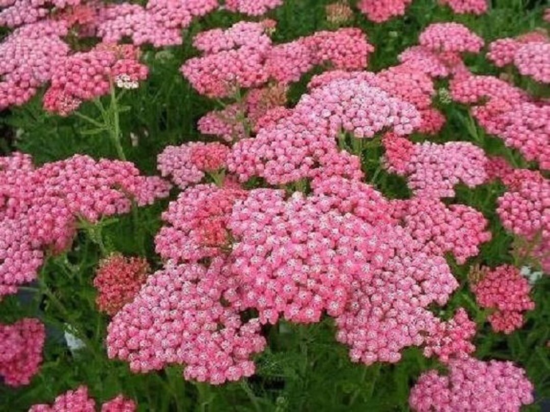 50+ Pink Achillea Yarrow / Deer Resistant / Perennial / Flower Seeds ...