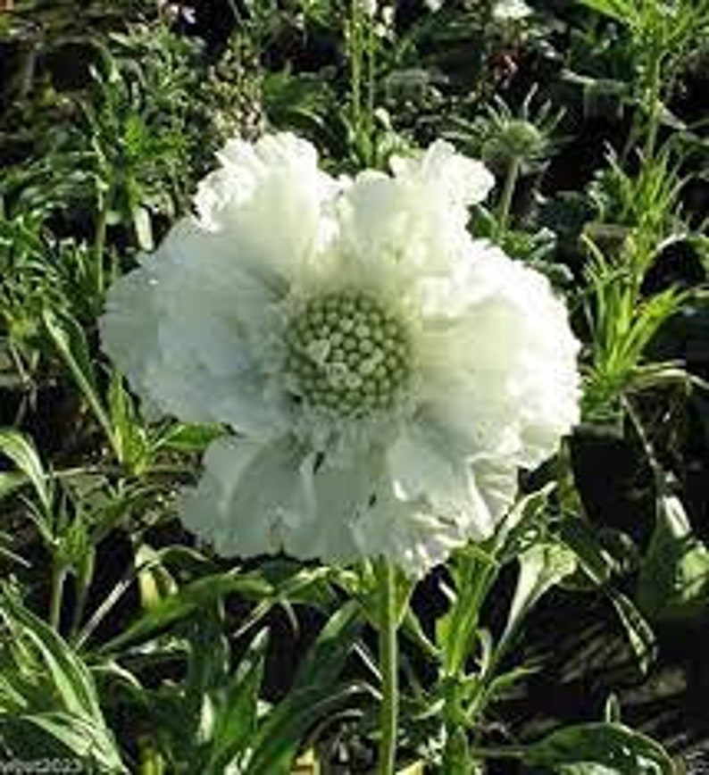 25 Pure White Scabiosa Pincushion Flower Seeds / Perennial - Etsy
