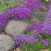 50 Bright Blue Rock Cress AUBRIETA FLOWER SEEDS / Evergreen Perennial ...