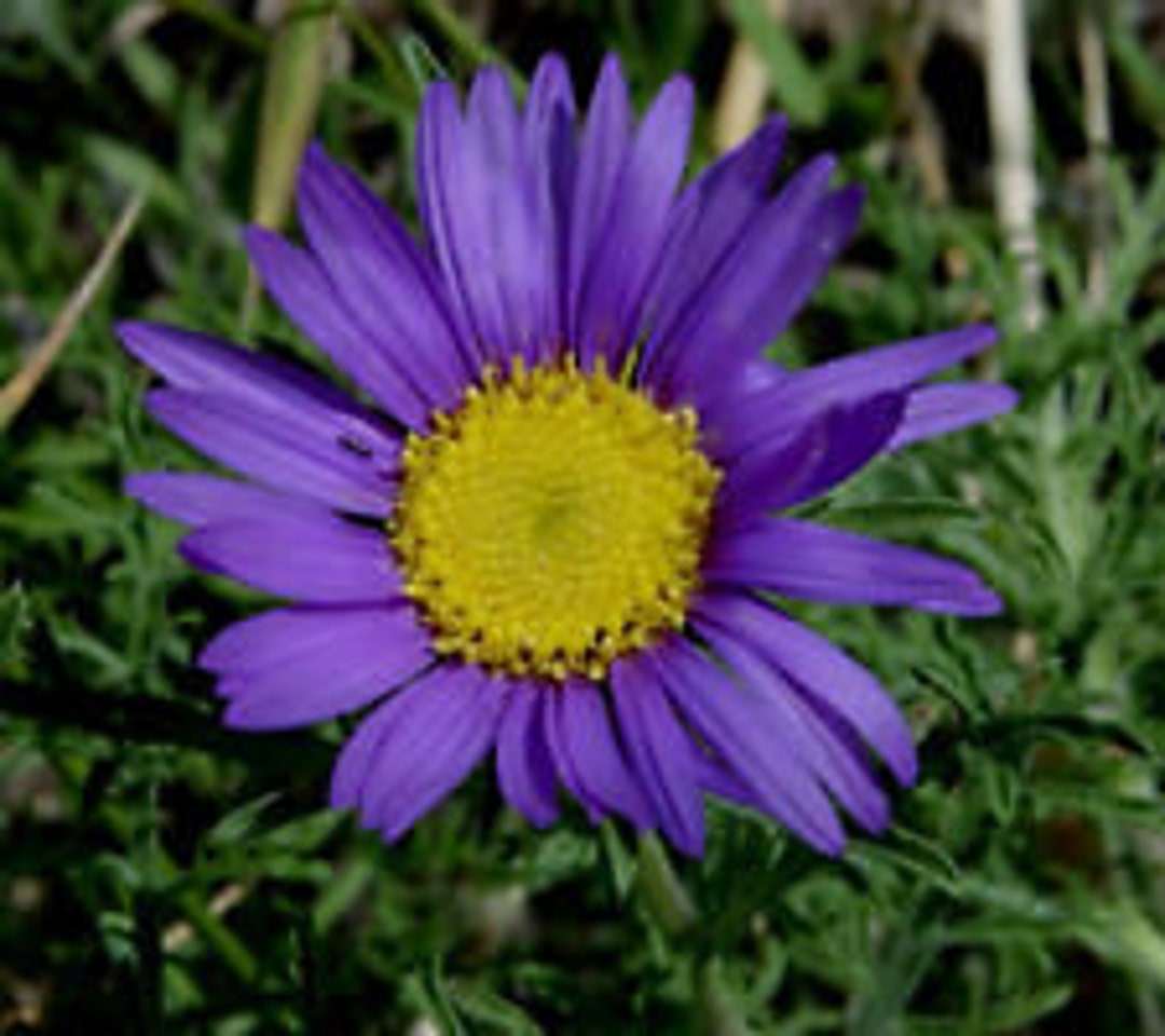 30+ Tahoka Daisy Flower Seeds / Reseeding Annual - Etsy