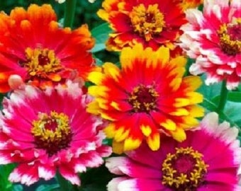 50 Aztec Sunset Mix Zinnia / Flower Seeds. - Etsy