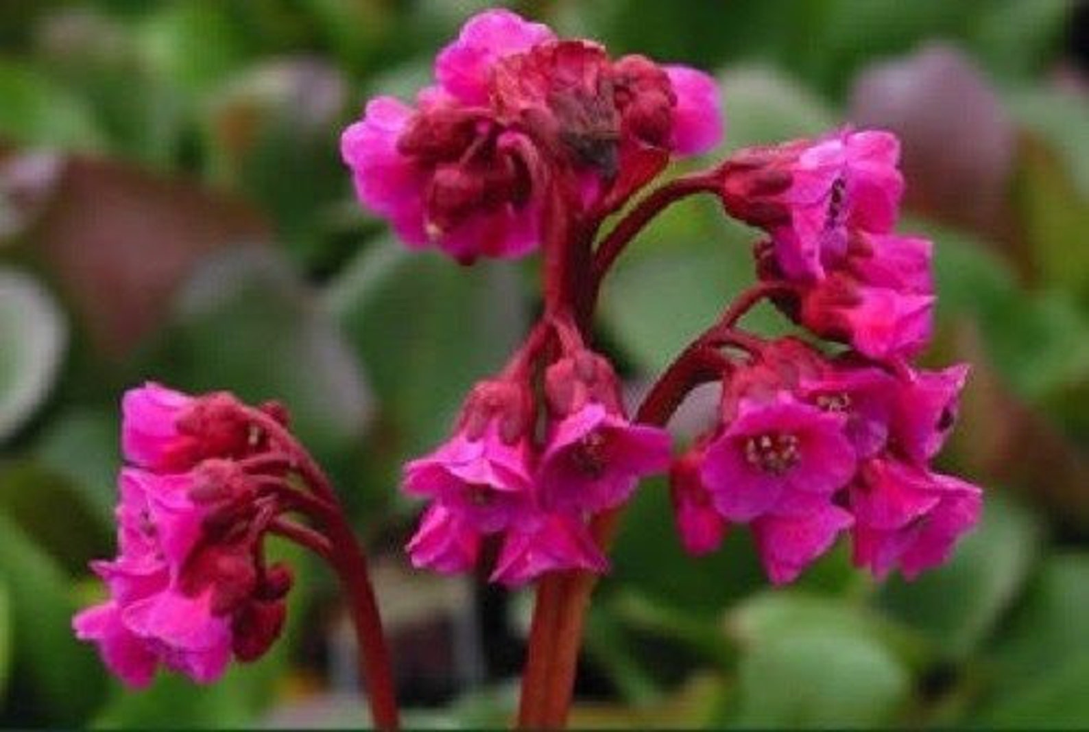 25+ Winter Glow Bergenia Ground Cover Flower Seeds / Perennial - Etsy