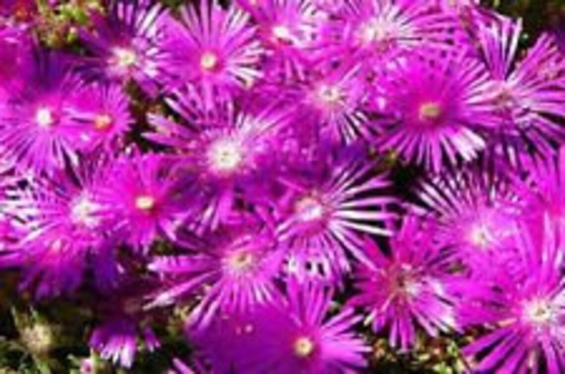 50+ Delosperma Floribunda Stardust Ice Plant Flower Seeds / Perennial ...