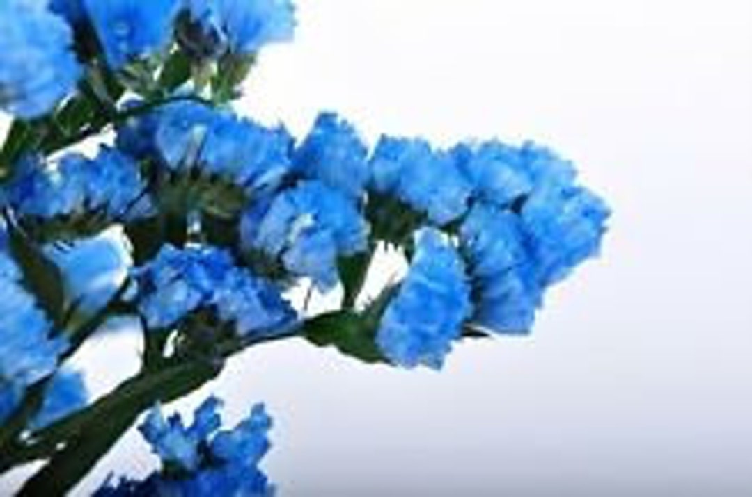 50 HEAVENLY BLUE STATICE Flower Seeds / Long Lasting Annual / - Etsy ...