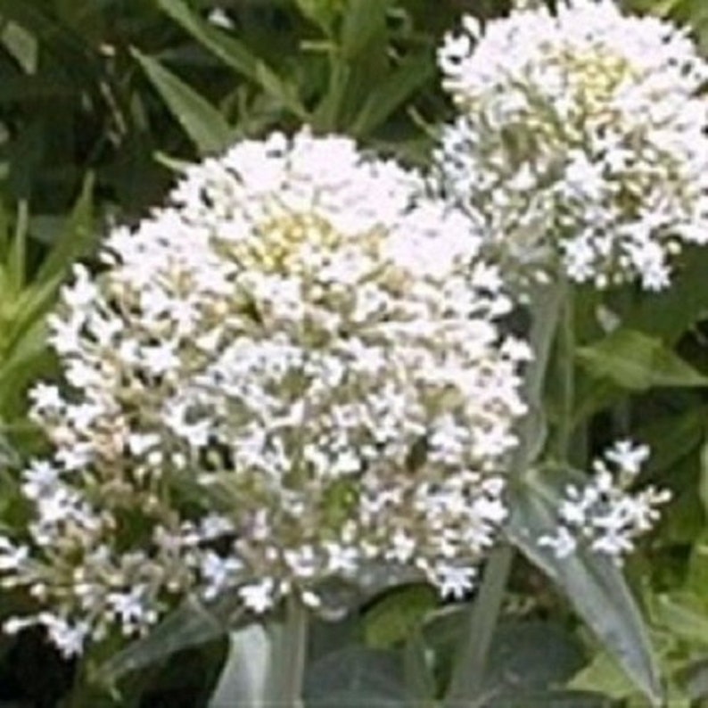 40 White Jupiter's Beard Centranthus Flower Seeds / Perennial - Etsy