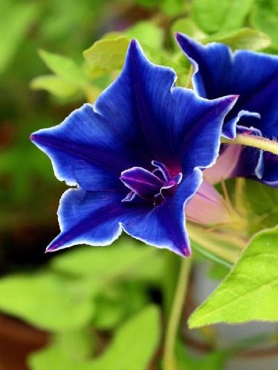 15 Blue Picotee Morning Glory Flower Seeds / Self-seeding - Etsy