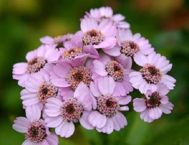 50 Lilac Colored Achillea / Yarrow / Deer Resistant / Perennial ...