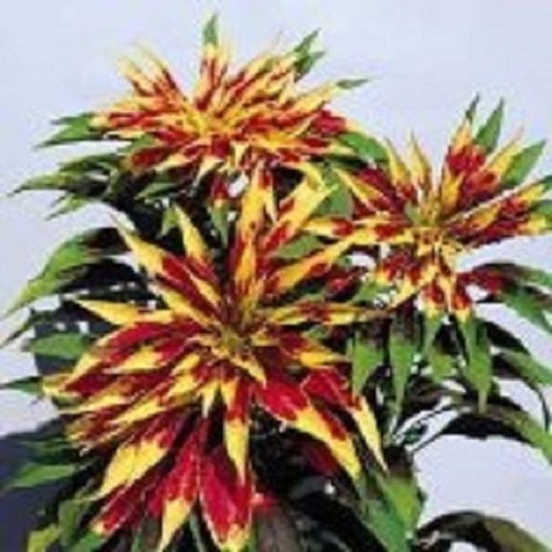 50 Tri-color Amaranthus Splendens Perfecta / Annual Flower - Etsy