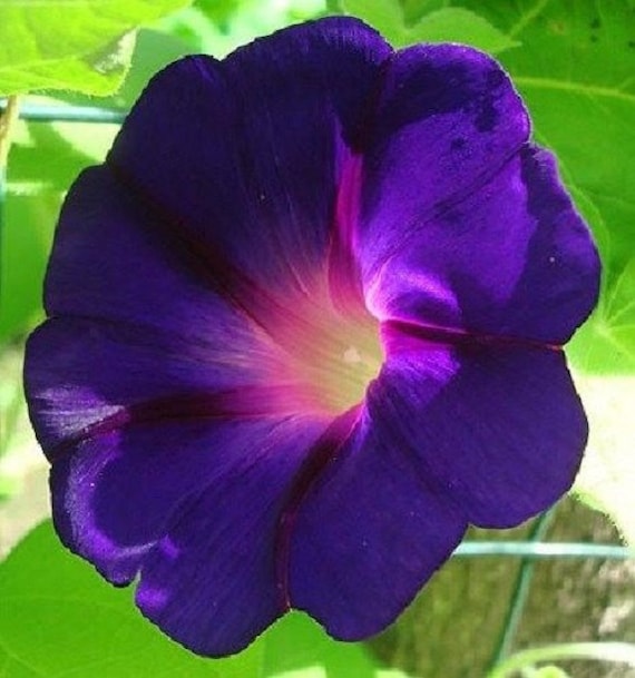20 Morning Glory Star of Yelta / Perennial Flower Seeds - Etsy