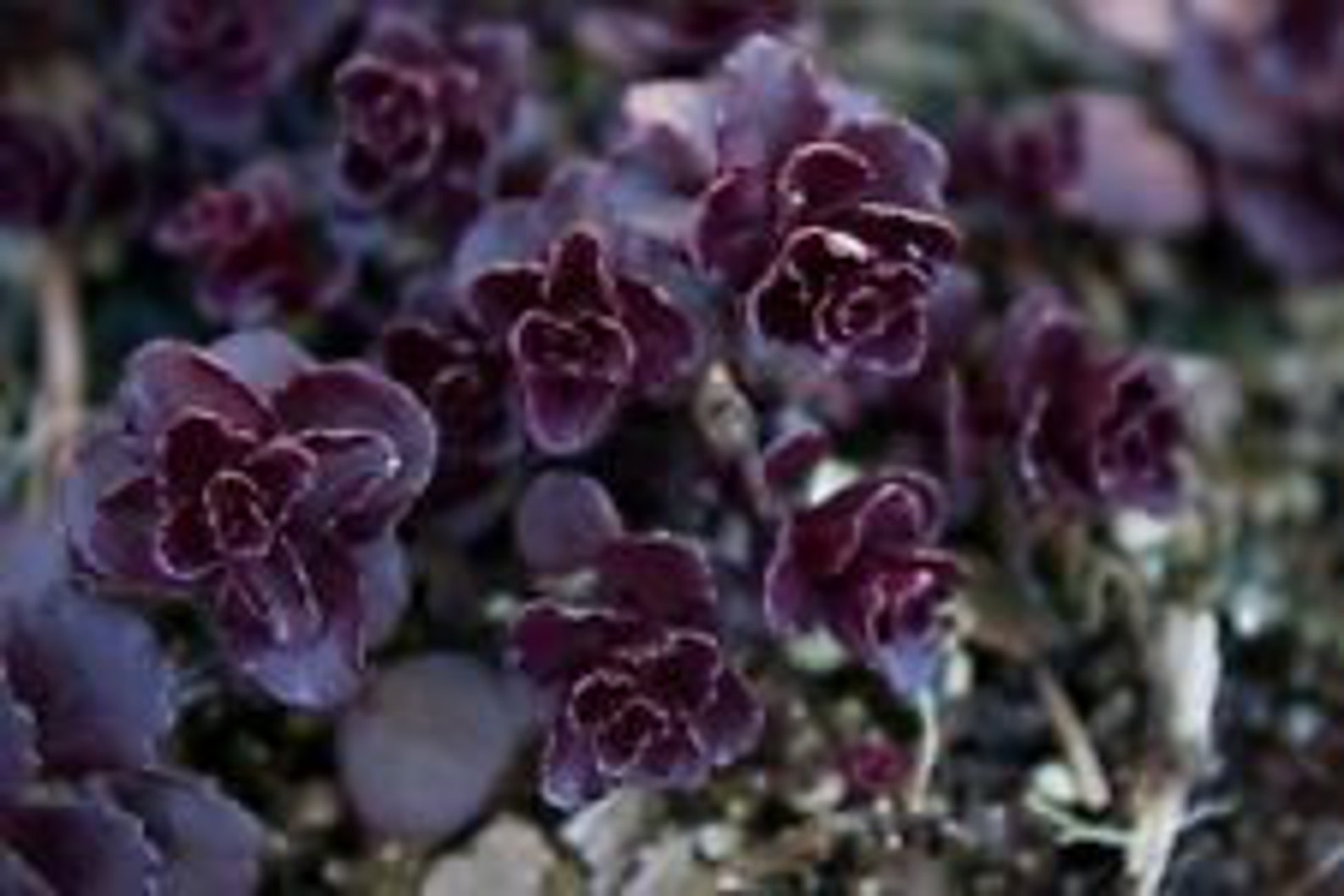 50 SEDUM SPURIUM VOODOO Perennial Flower Seeds / Rabbit - Etsy