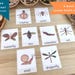 20 Bug Flashcards | Bug Flash Cards | Natural Loose Parts Cards ...