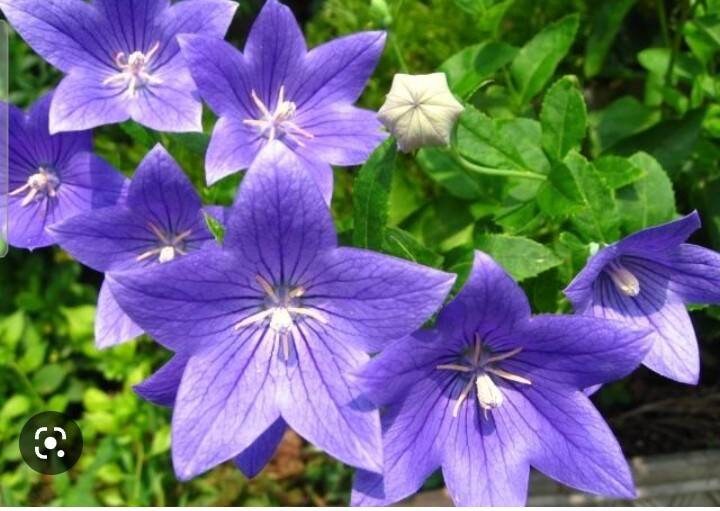 Miniature Platycodon Grandiflorus Cutter Polymer Clay Cutter Mould - Etsy