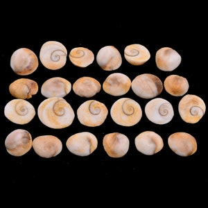 Shive Eye Shells Cabochon Lot 15 Pieces Shiva Eye Lot 16x14-18x15mm ...