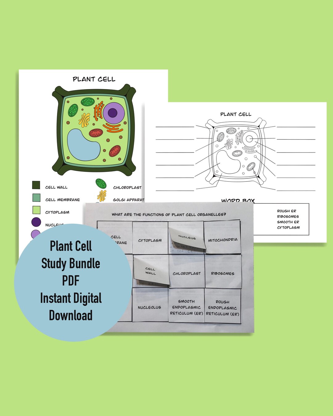 Plant Cell Study Guide, Coloring Page, Worksheet Bundle PDF Instant ...