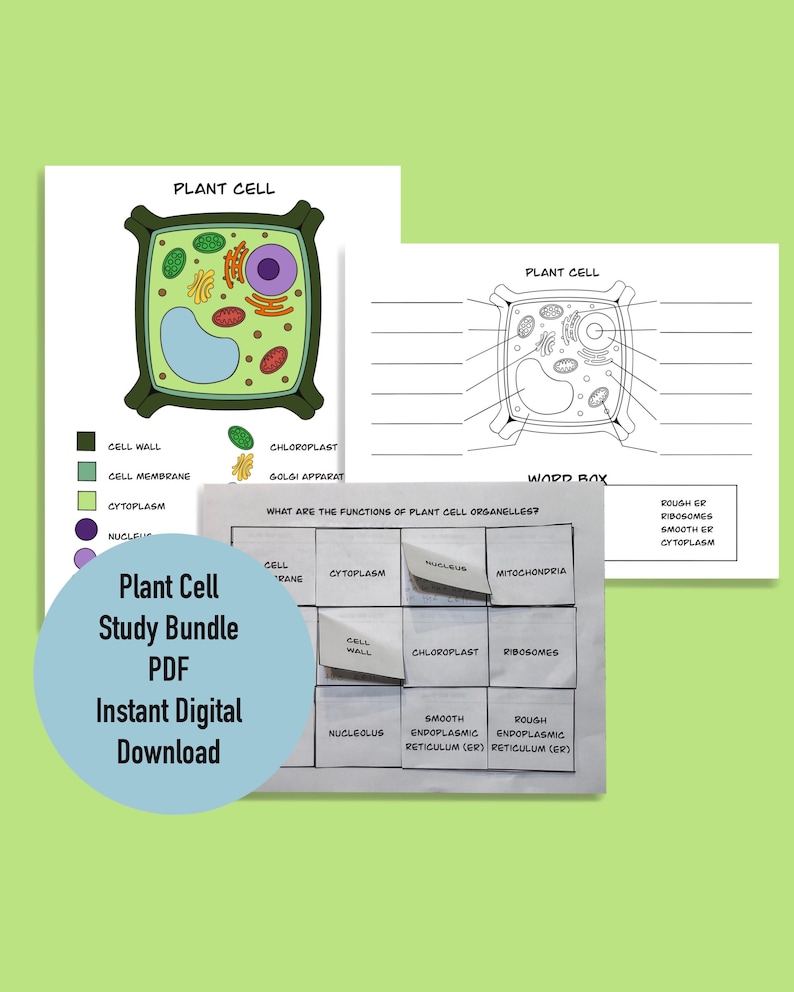 Plant Cell Study Guide, Coloring Page, Worksheet Bundle PDF Instant ...