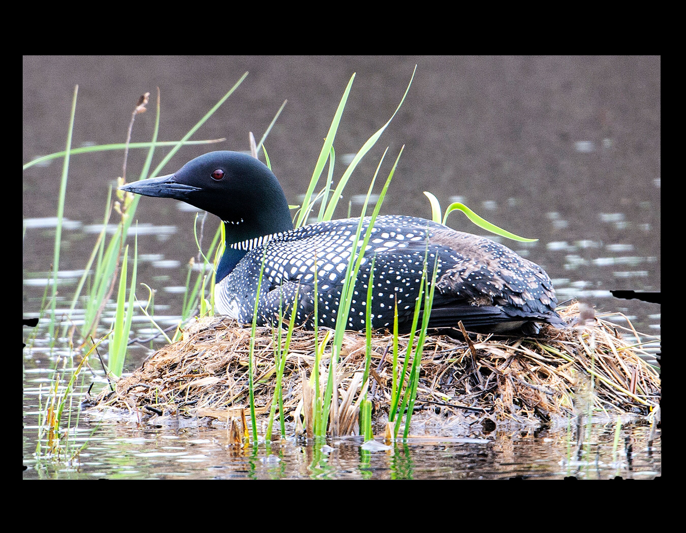 Set of 6 Loon Photo Note Cards - Etsy UK