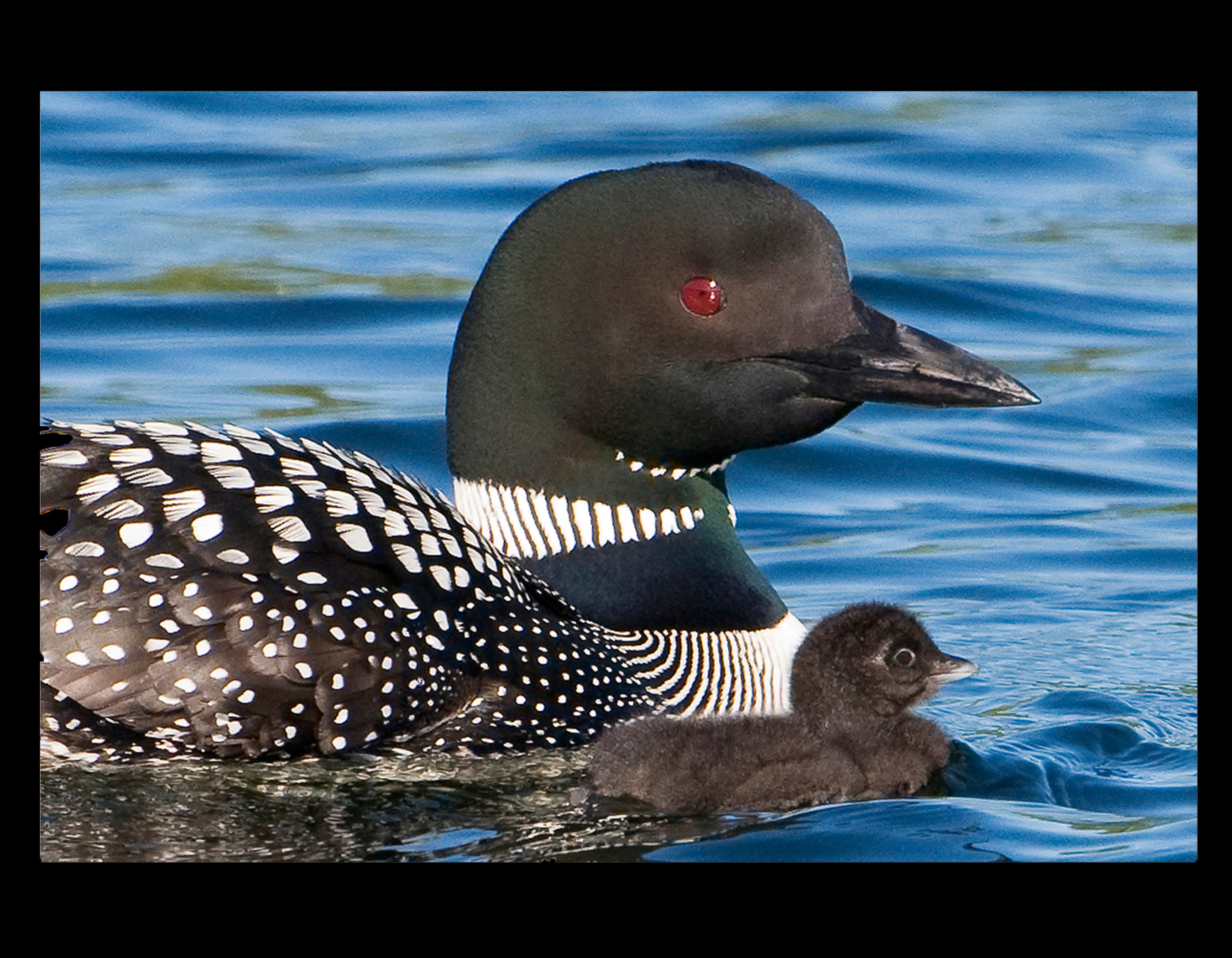 Set of 6 Loon Photo Note Cards - Etsy UK