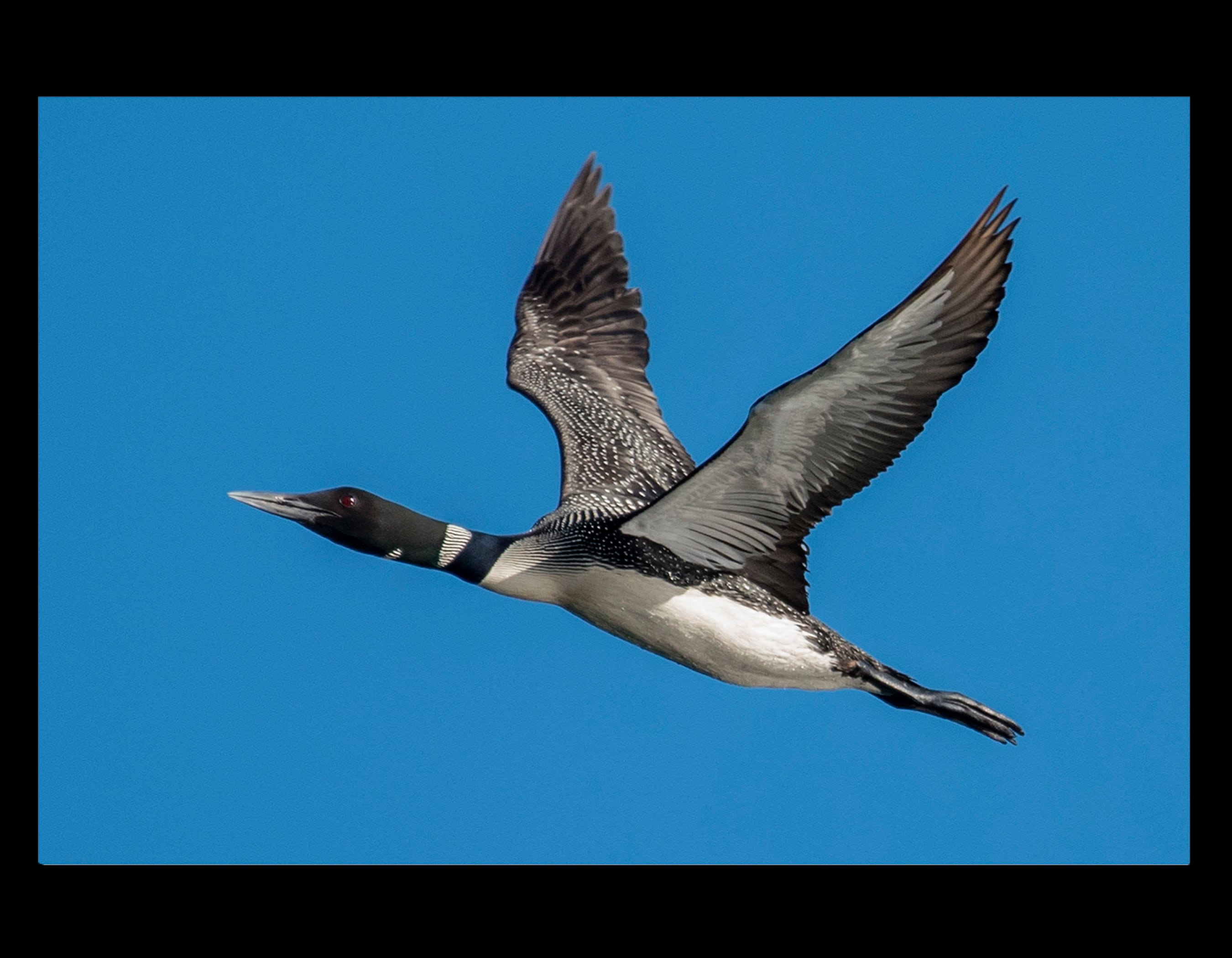 Set of 6 Loon Photo Note Cards - Etsy UK