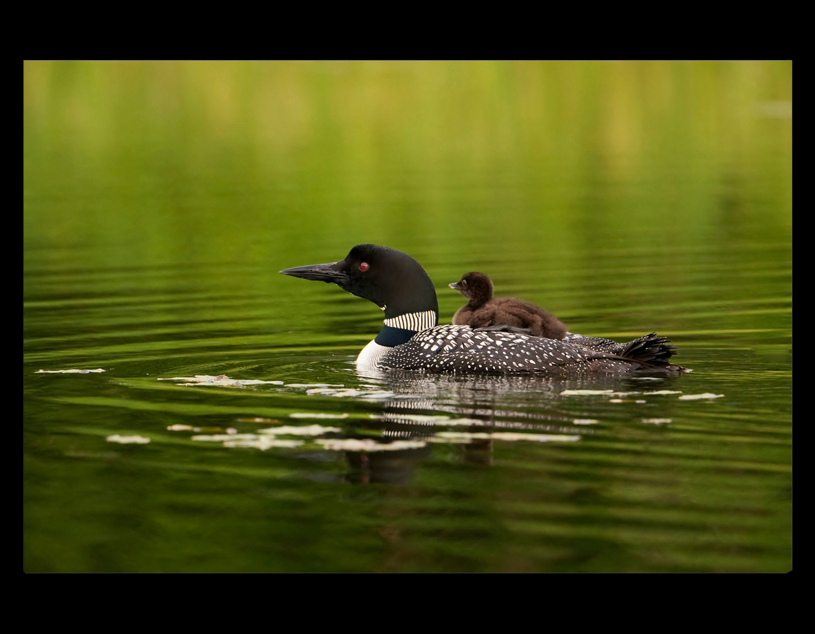 Set of 6 Loon Photo Note Cards - Etsy UK