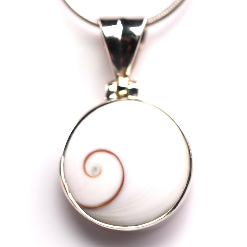 Operculum Shell - Etsy