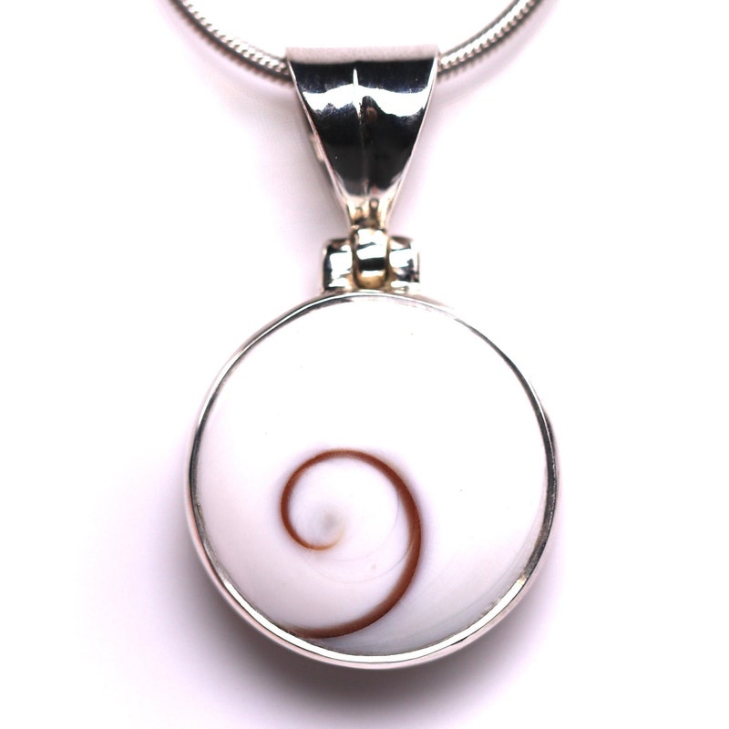 Operculum Shell - Etsy