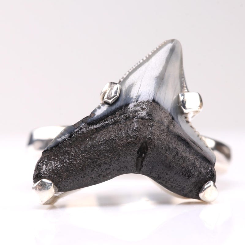 Shark Tooth Ring - Etsy