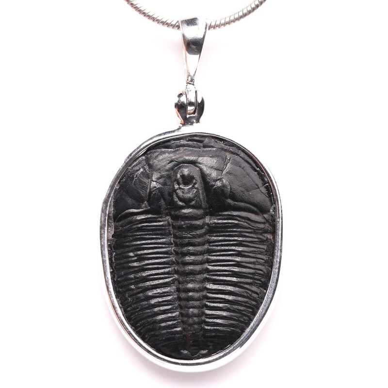 Trilobite Pendant - Etsy