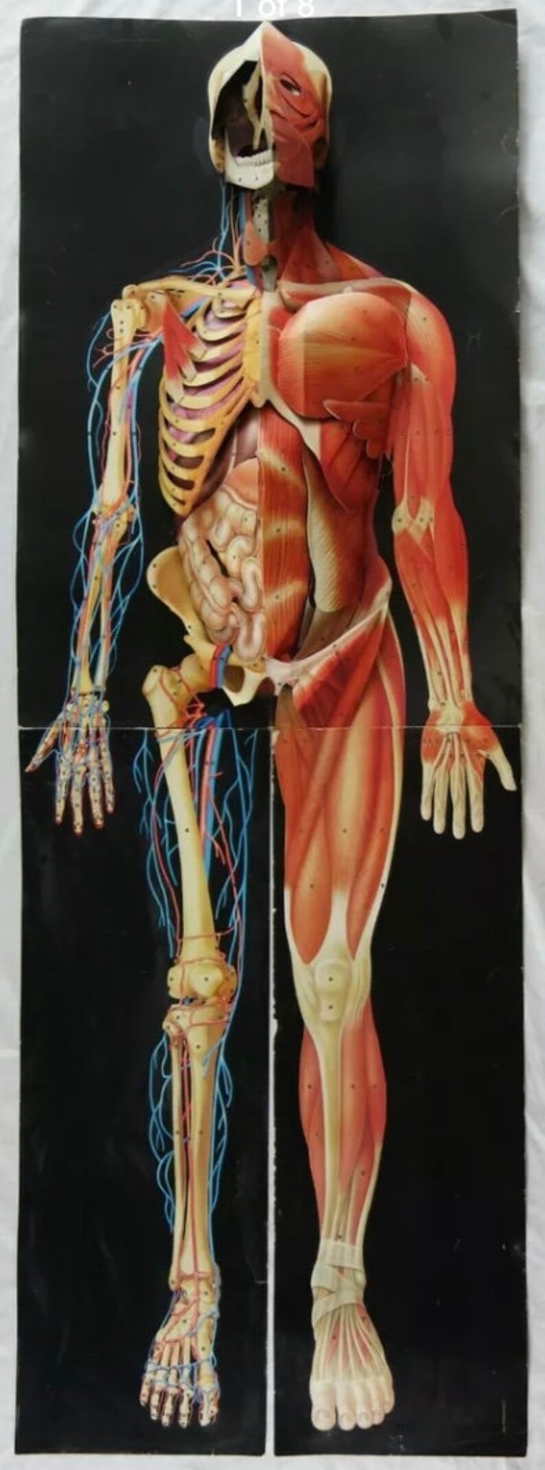 Vintage Rare Life Size 3-D POP-Up Human Anatomy Poster 1980s | Etsy