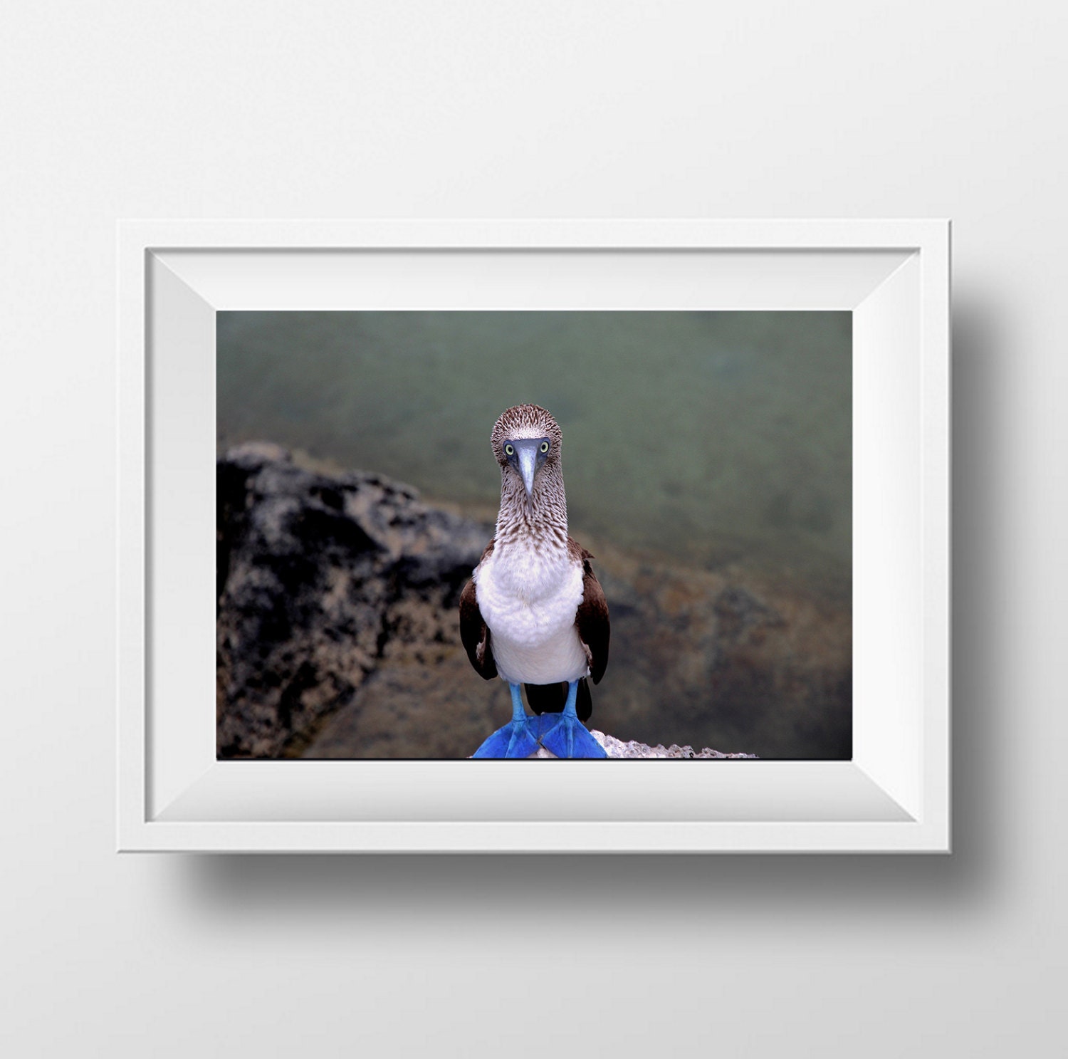 Blue Footed Booby | Boobie Bird | Bird Art | Bird Decor | Wall Decor ...