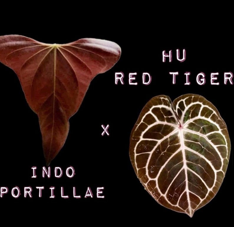 Indo Port X H.U. Red Tiger Anthurium Seedling, Little Daggers - Etsy
