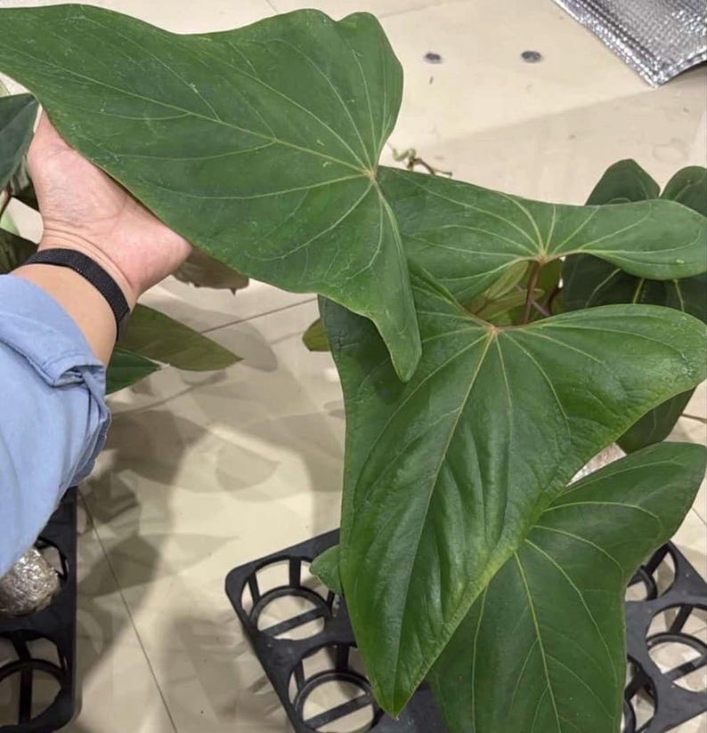 Indo Port X H.U. Red Tiger Anthurium Seedling, Little Daggers - Etsy