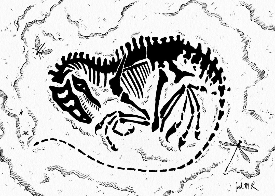 Velociraptor Fossil- Original Ink Illustration (5x7) - Etsy