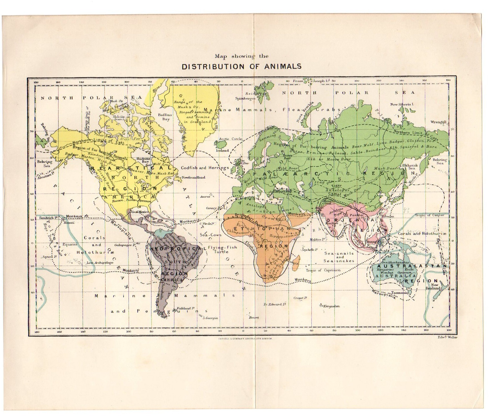 Rare ORIGINAL ANTIQUE Animals Map of the World, 1904 - 119 Years Old ...
