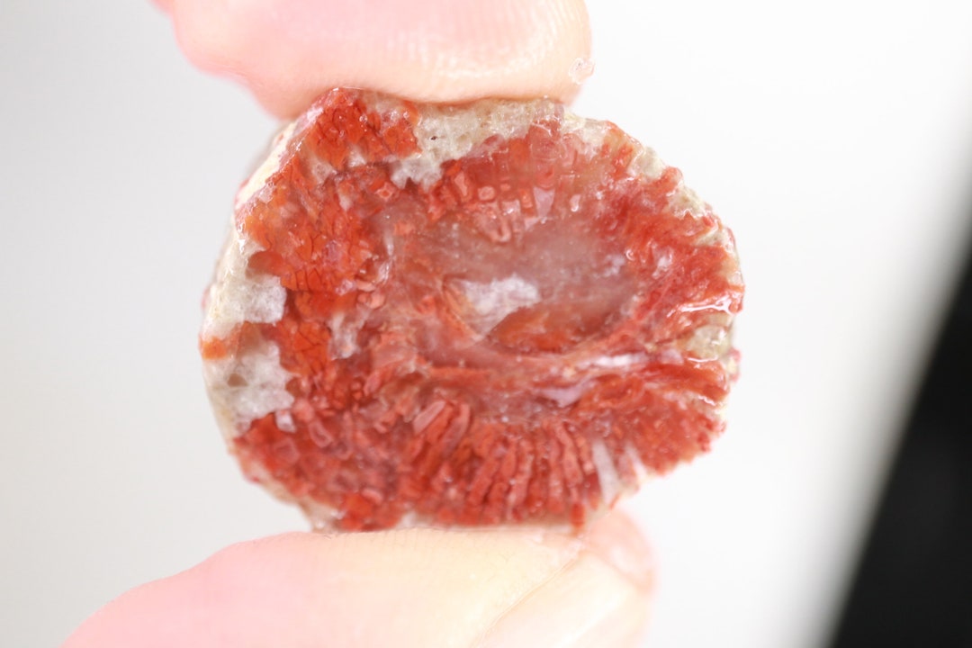 Fossil Red Coral Preform Red Horn Coral 27 Mm - Etsy