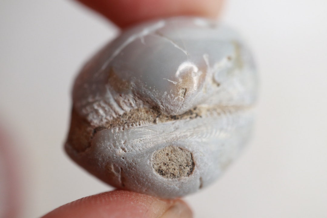 Polished Fossil Clam Fossil Clam Specimen Fossil Seashell - Etsy