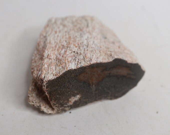 Olished Dino Bone Specimen Dino Bone Specimen Field Specimen - Etsy
