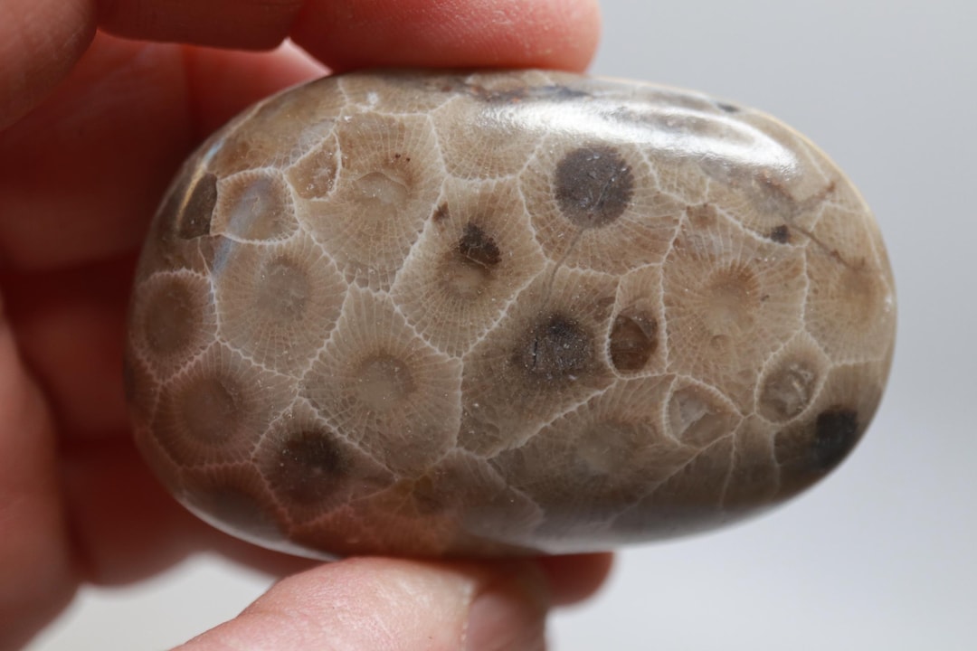 Petosky Stone Preform Cabochon - Petosky Stone Specimen - Fossil Coral ...