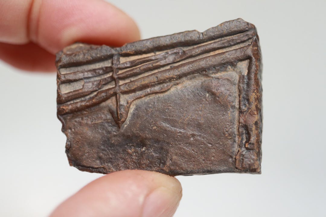 Fossil Stromatolite - Desert Wind Shaped and Polished - Fossil Algae ...