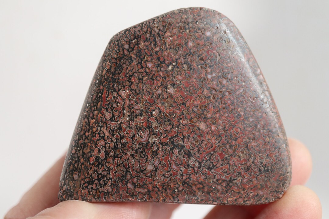 Polished Dino Bone Specimen Dino Bone Specimen Field Specimen - Etsy