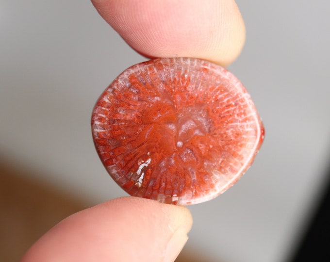 Fossil Red Coral Preform Red Horn Coral Tumbled Polished 27 Mm - Etsy