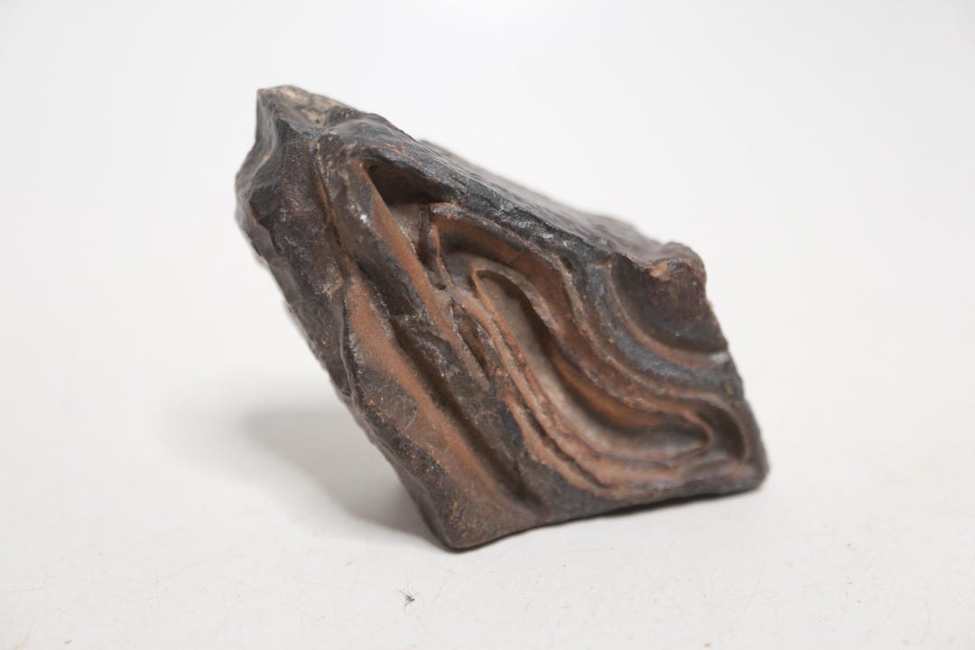 Fossil Stromatolite Desert Wind Shaped and Polished Fossil Algae ...
