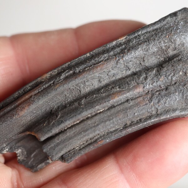 Fossil Horse Tooth - Etsy