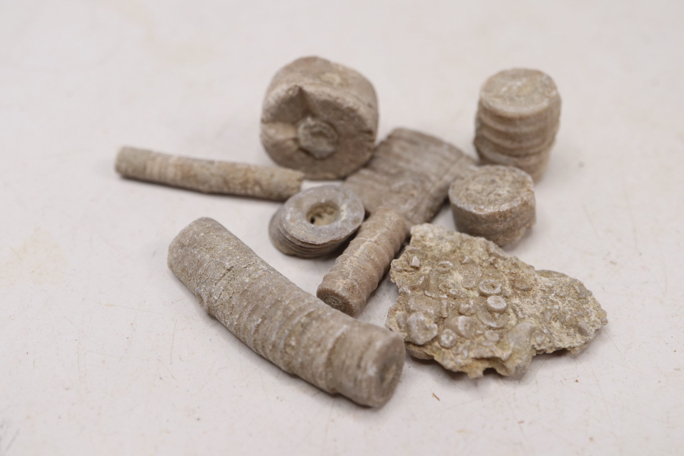 Plant Stem Fossils